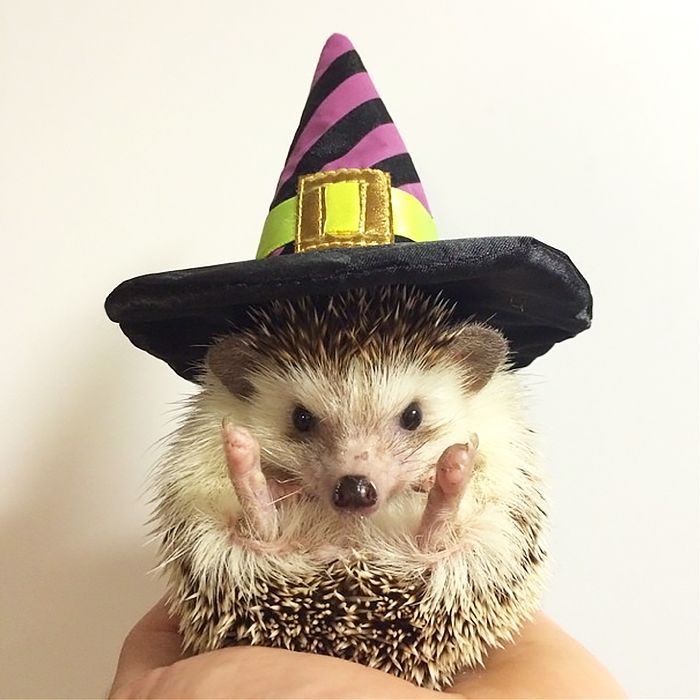 Hedgehogs In Costumes