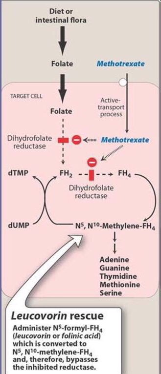 Methotrexate And Leucovorin Mechanism Of Action Antimetabolite