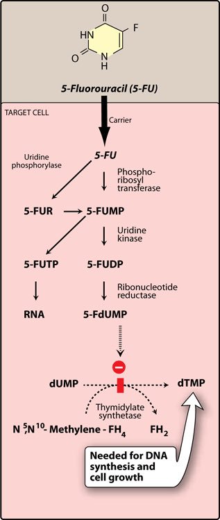 Fluorouracil Mechanism Of Action