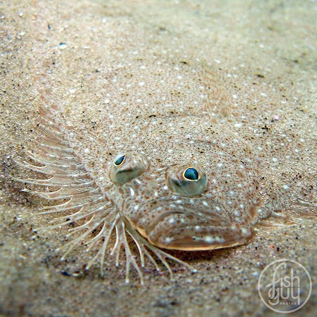 Windowpane Flounder