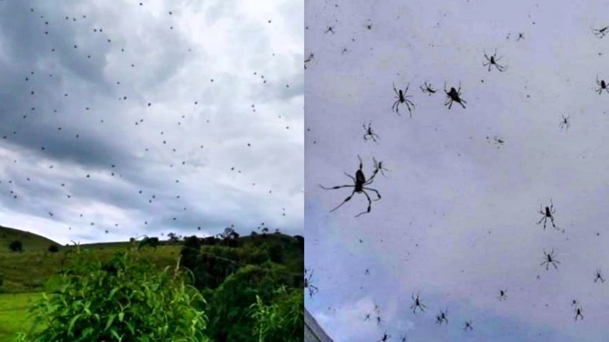 Raining Spiders