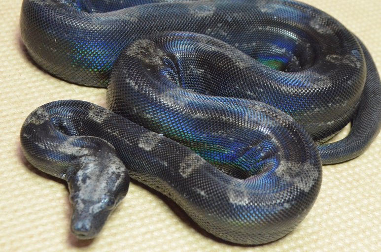 Motly Boa Constrictor