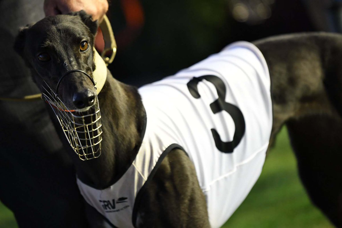 Geall Thunders into Sydney