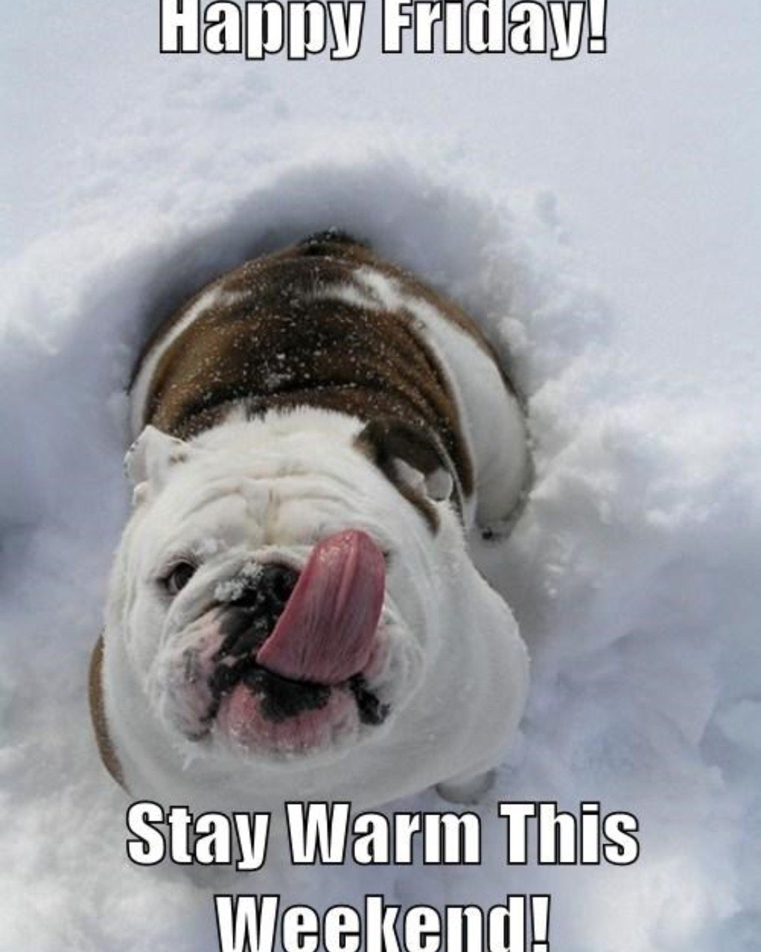 Happy Friday Bulldog