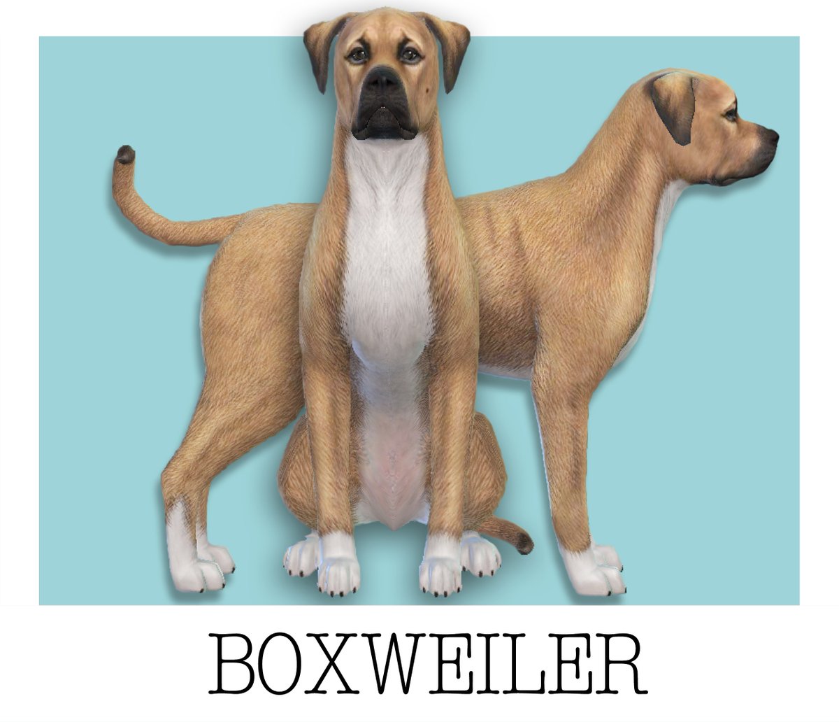 Boxweiler