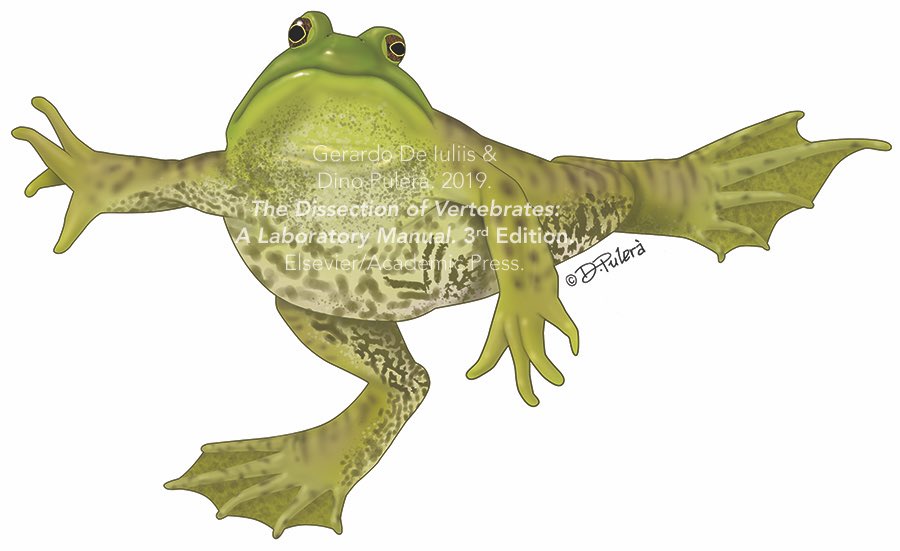 Xenopus Drawing