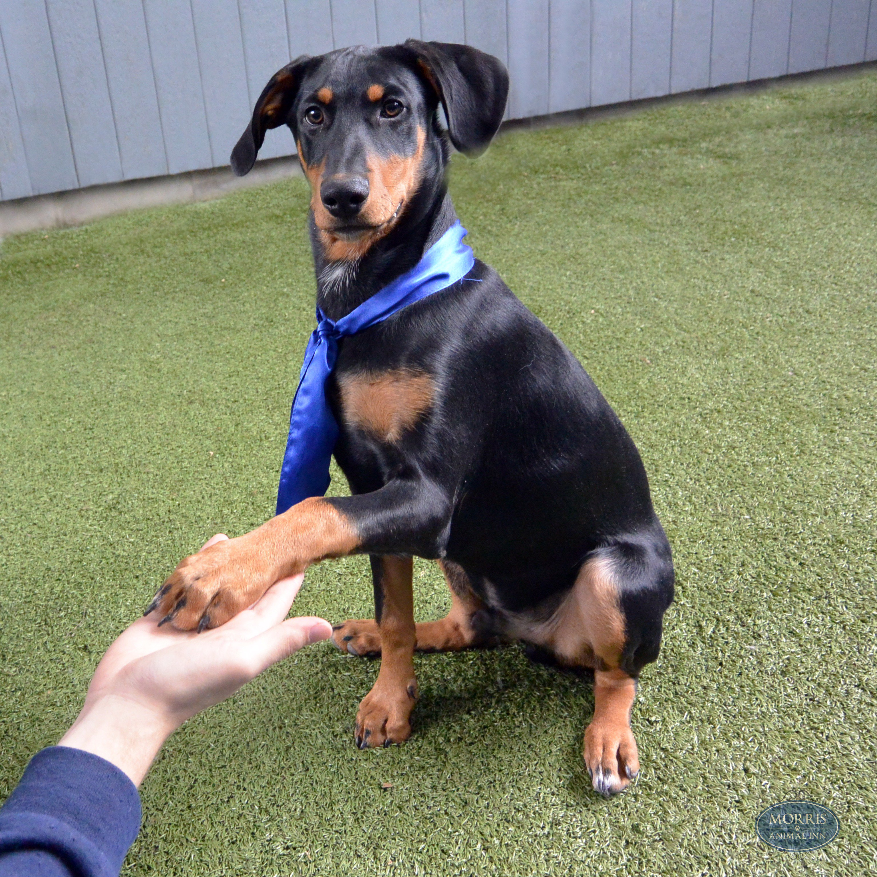 Why Does Doberman Shake Why Does Doberman Shake