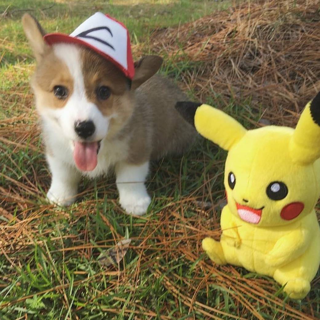 Corgi In Pokemon Costume