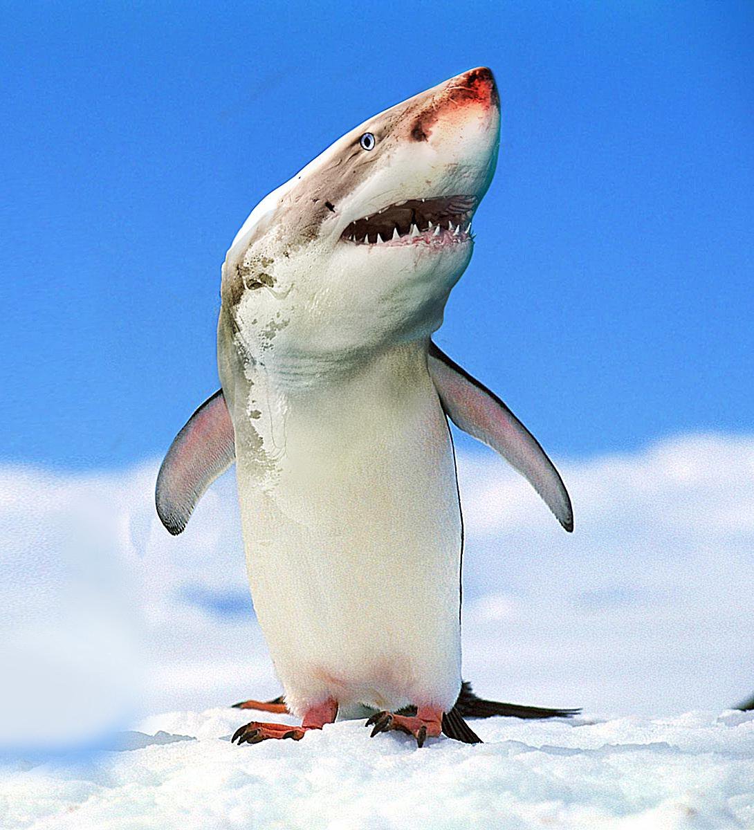 Shark Vs Penguin