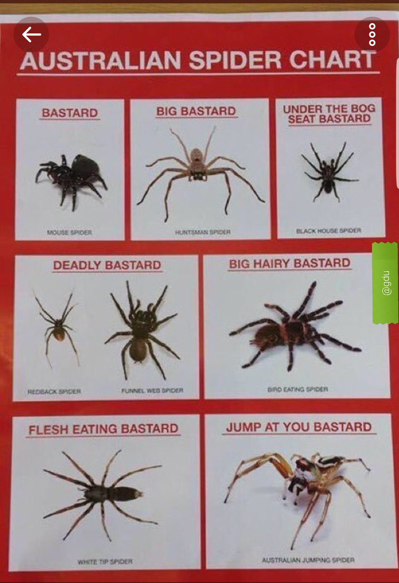 Spider Identification Chart