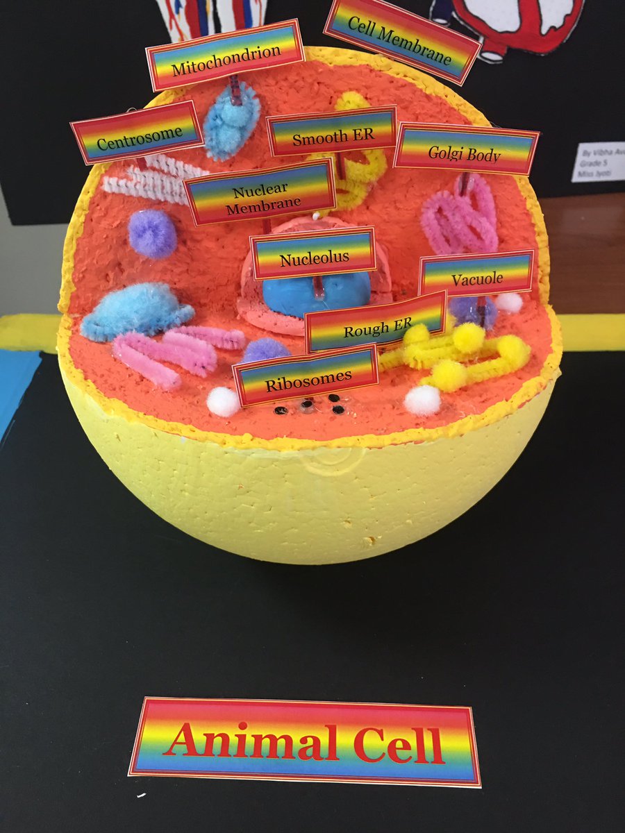 Human Cell Project Model