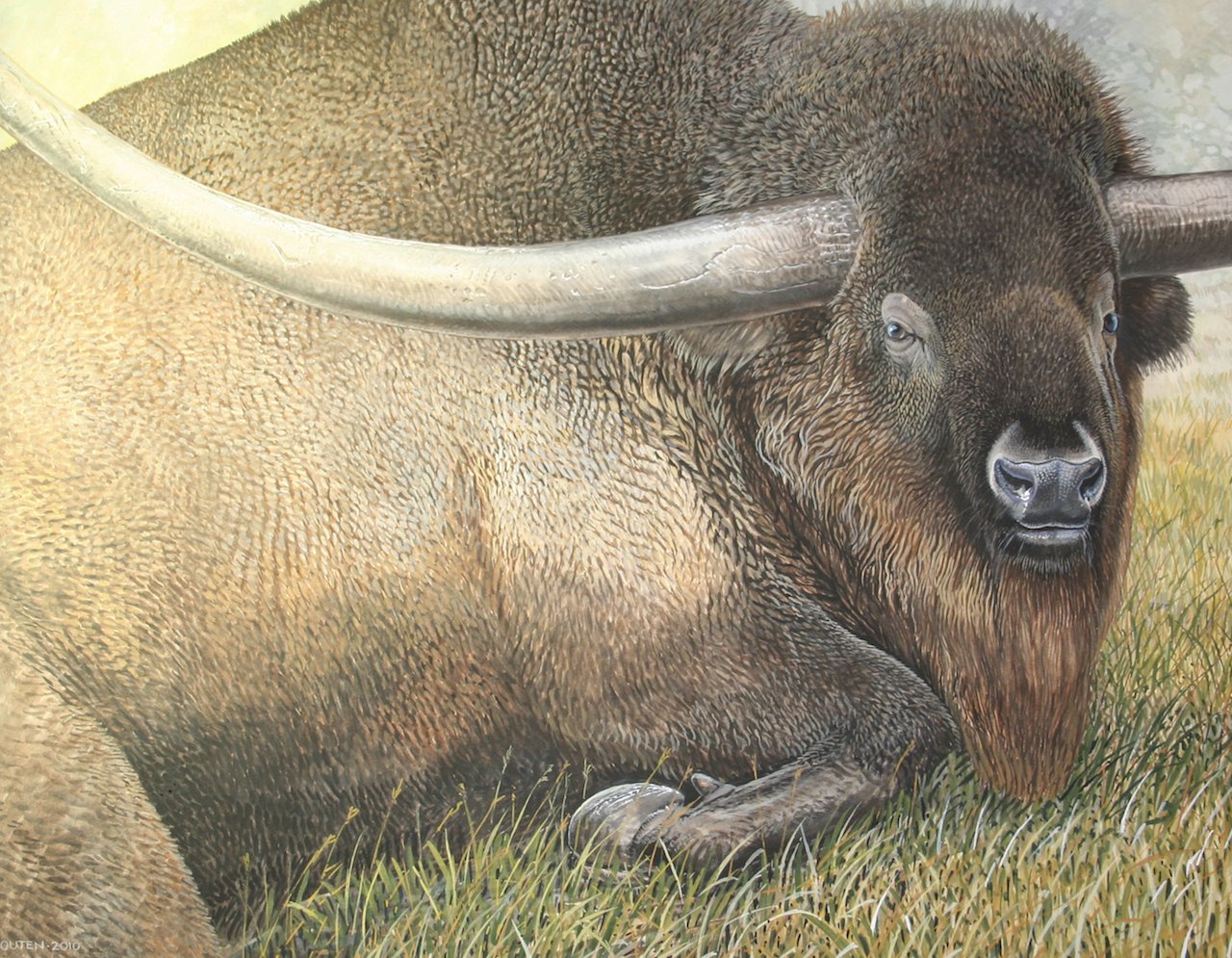 Bison Latifrons