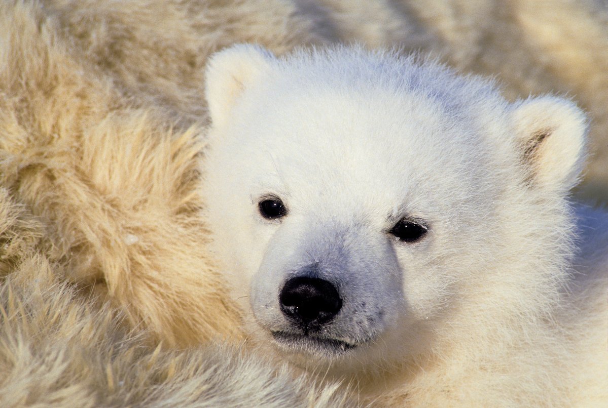 1006 best Polar Bear Cub images on Pholder | Aww, Hardcoreaww and Eyebleach