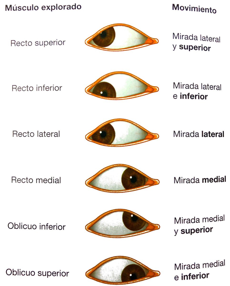 Recto Superior Del Ojo