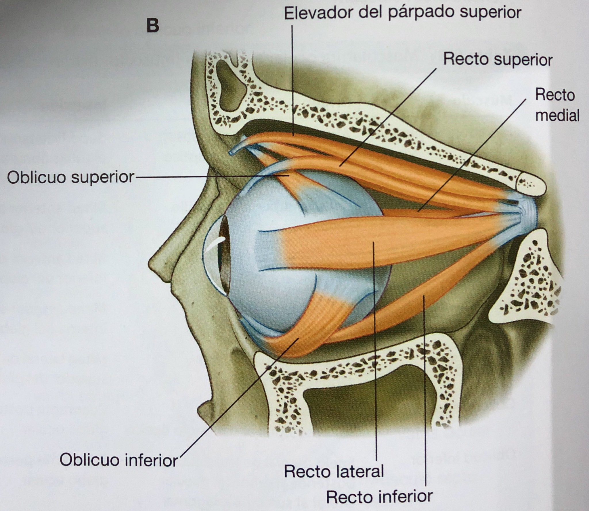 Músculos Del Párpado