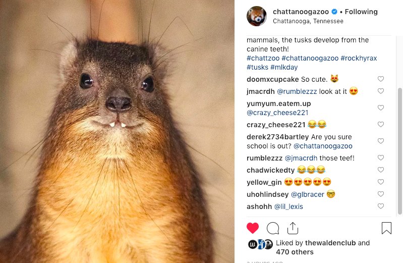 Dramatic Gopher Memes Dramatic Prairie Dog GIFs Find & Share On