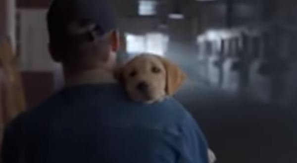 Budweiser Frogs Commercials Super Bowl