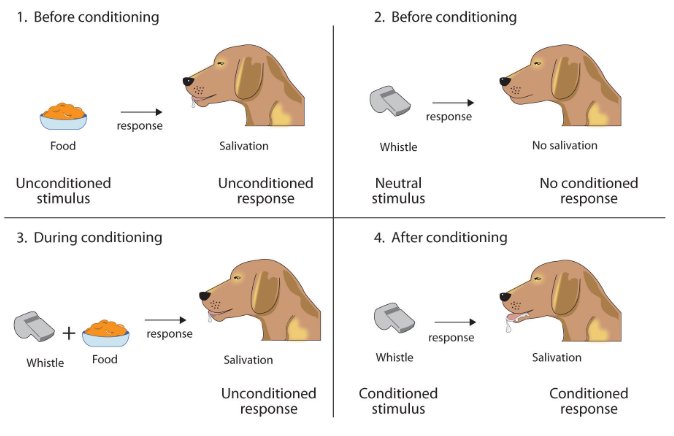 Conditioned Response In Psychology