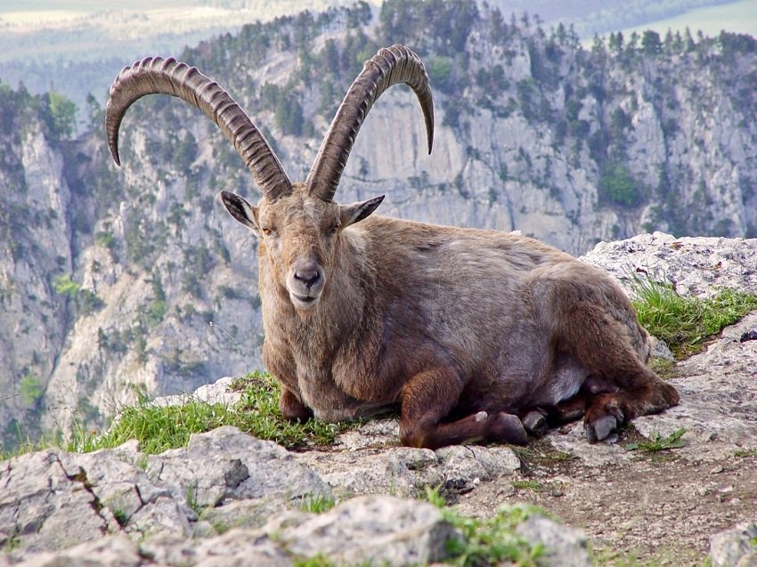 Pyrenean Ibex Clone