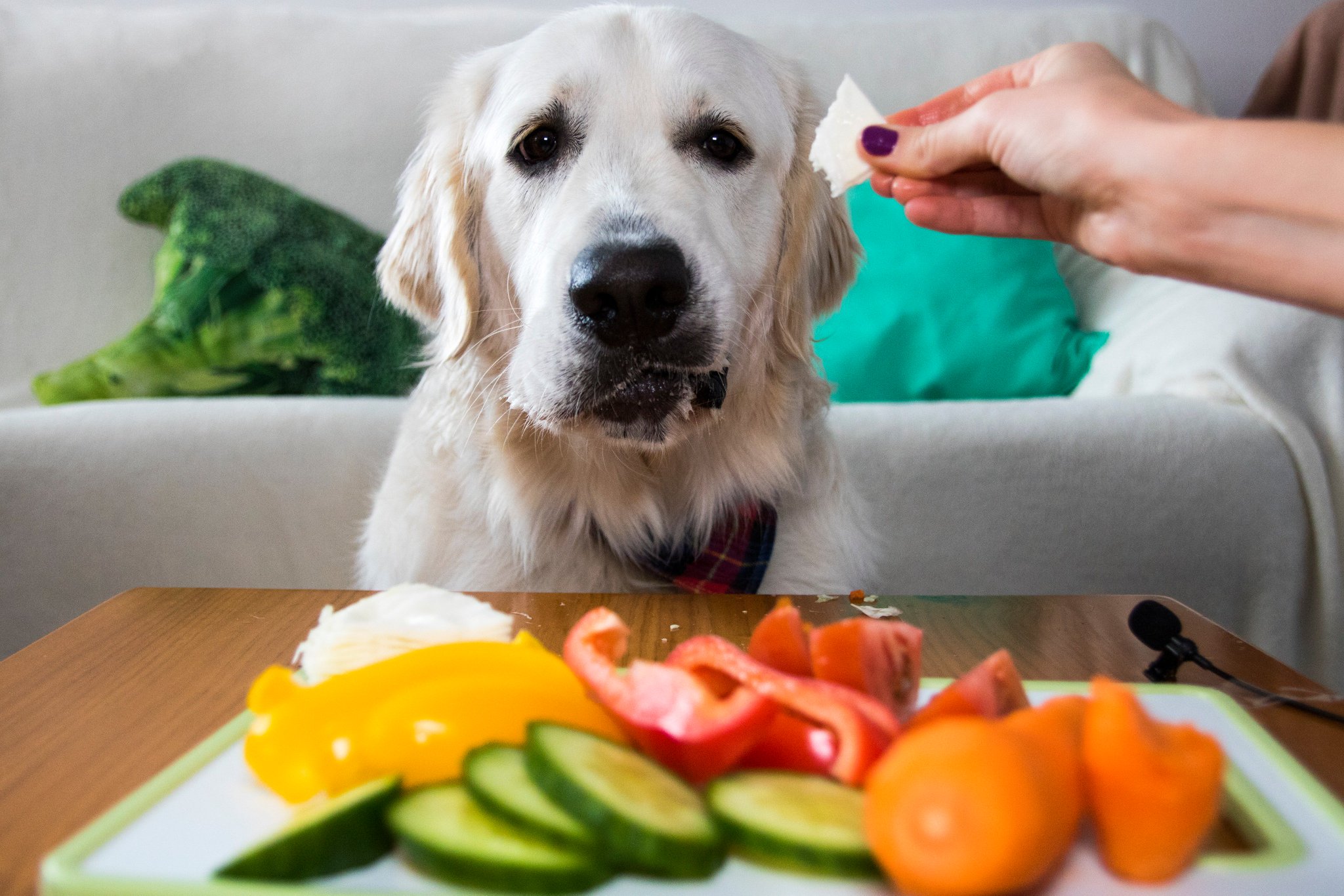 Bailey Dog Meme