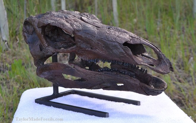 Huayangosaurus Skull