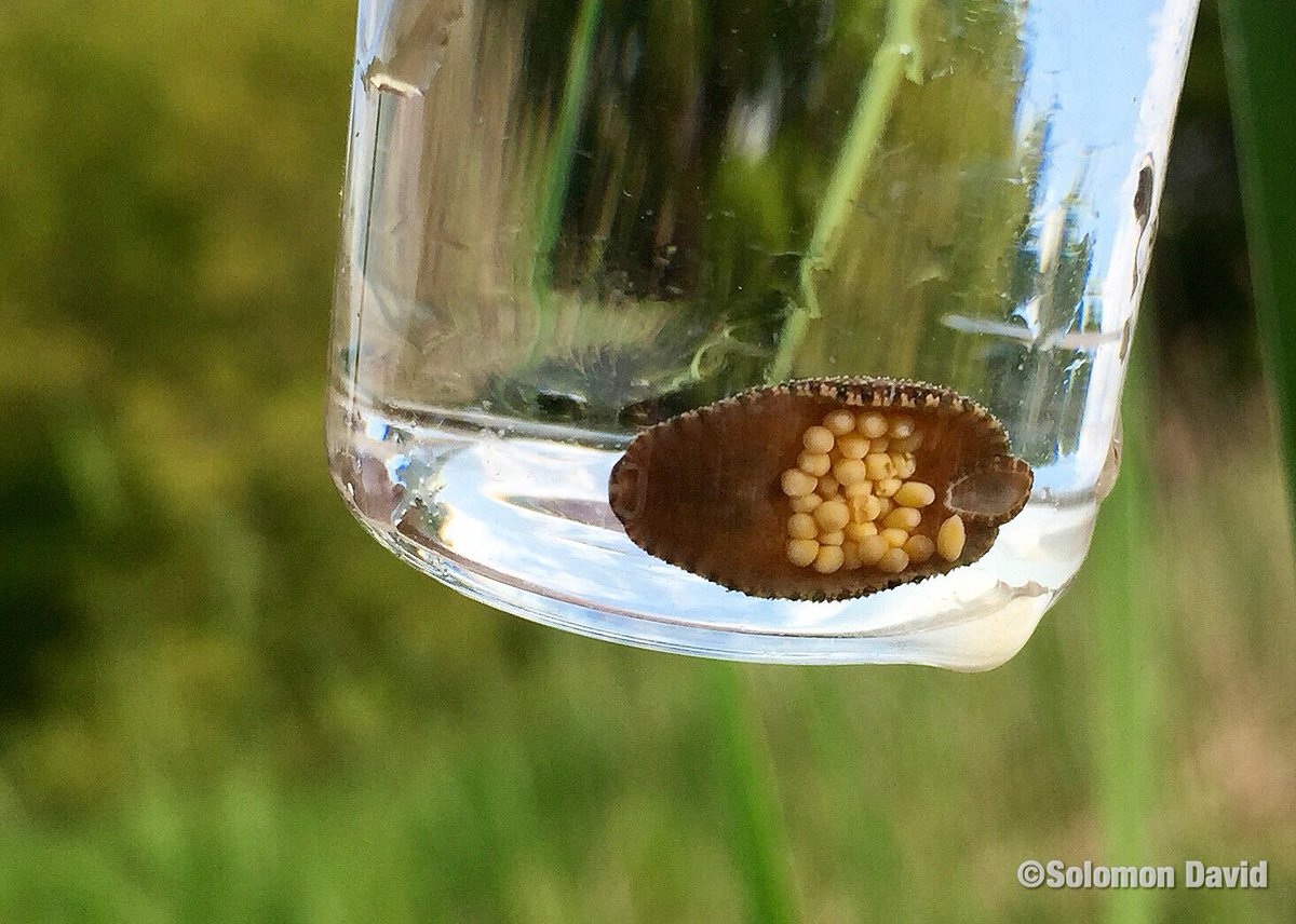 Baby Leeches In Water
