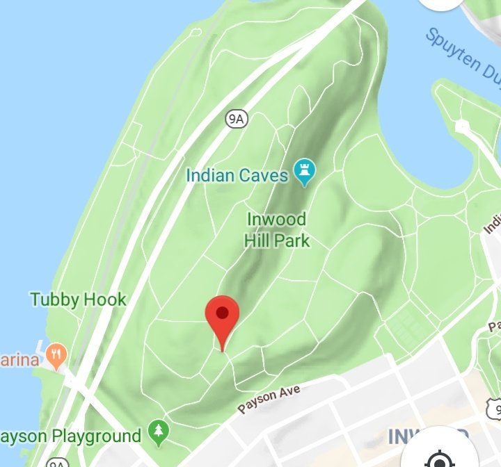 Manhattan Bird Alert on Twitter: "GREAT HORNED OWL continues at Inwood ...