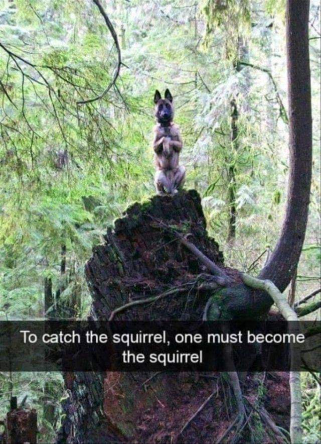 Dog Squirrel Meme
