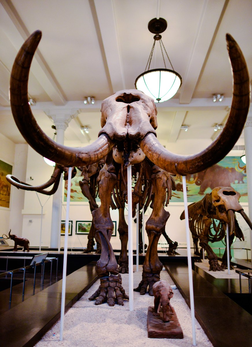 What’s the difference between mammoths & mastodons? These extinct ...