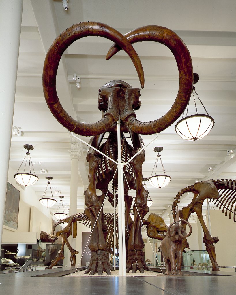 What’s the difference between mammoths & mastodons? These extinct ...