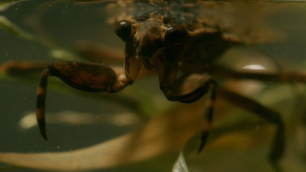This giant water bug blends in seamlessly with its surroundings as it ...