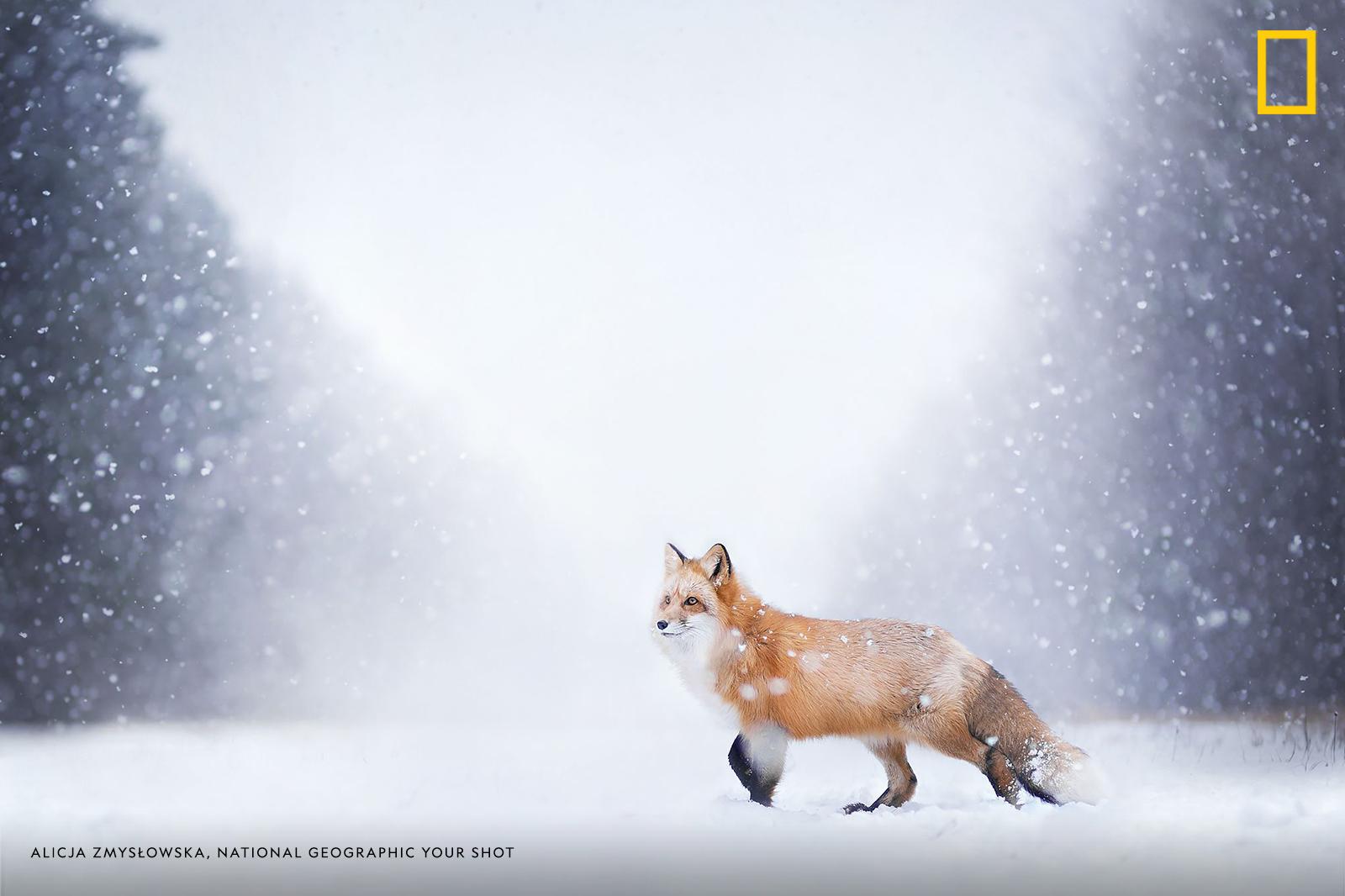 Red Fox Wallpaper National Geographic