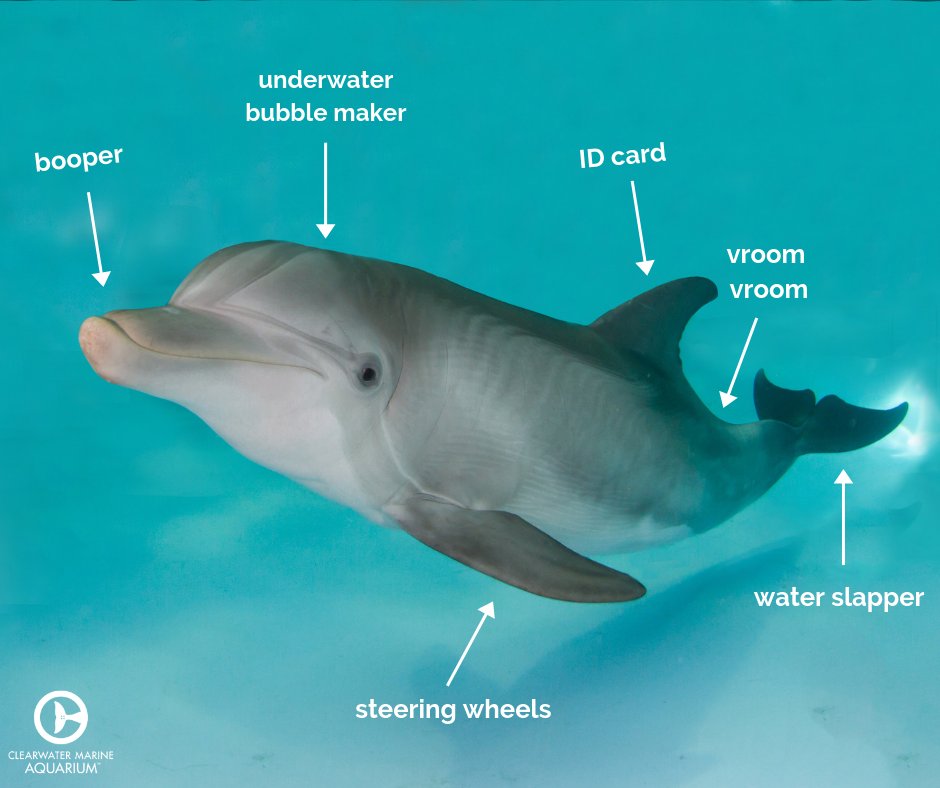 Dolphin Anatomy Diagram Ocean Mammals Structure And Function Diagram