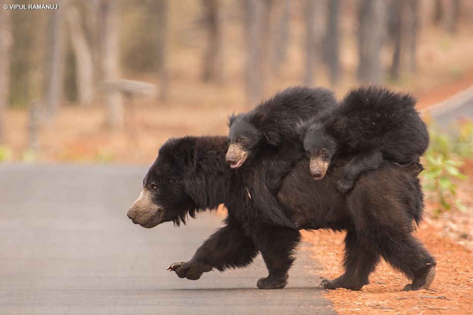 Sloth Bear Cubs