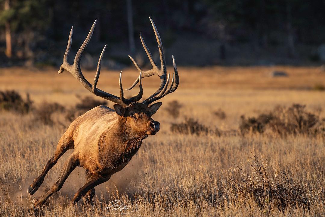Monster Elk Wallpaper