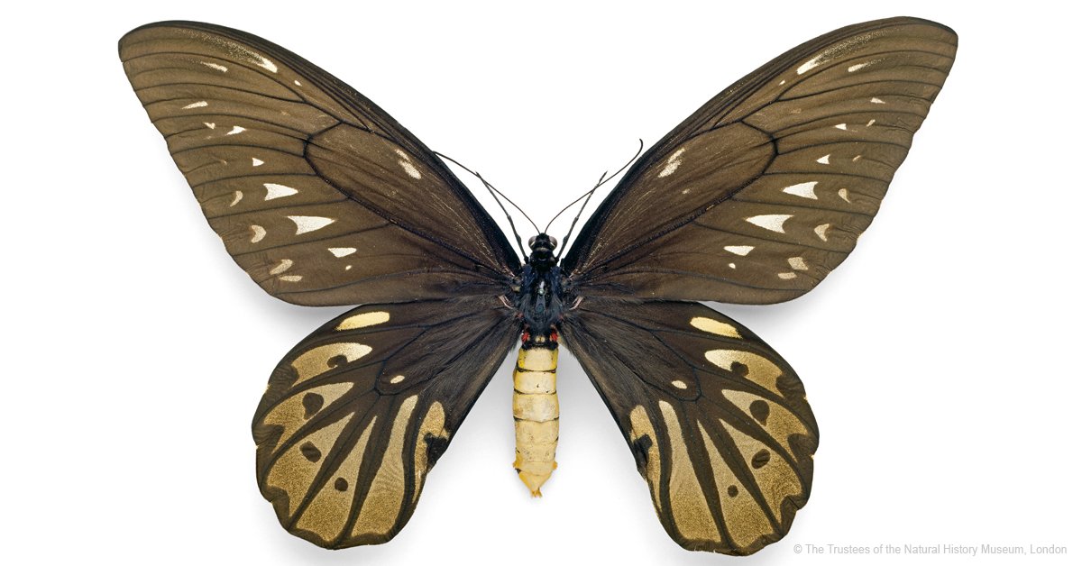 A display of a male and female Queen Alexandra birdwing butterfly, the ...