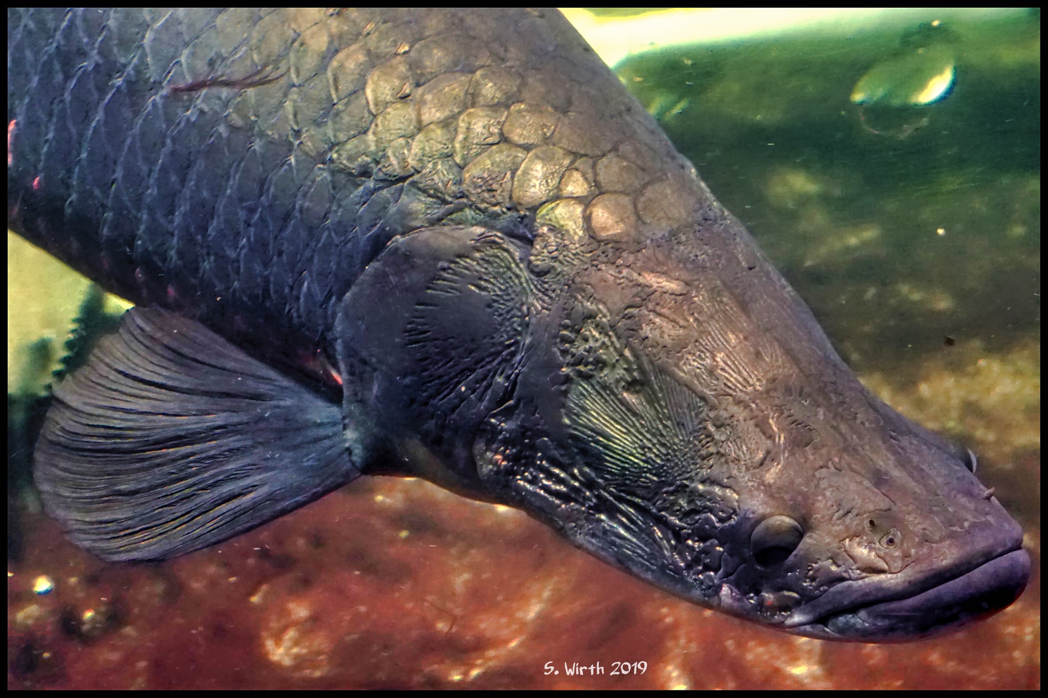 Baby Arapaima Gigas