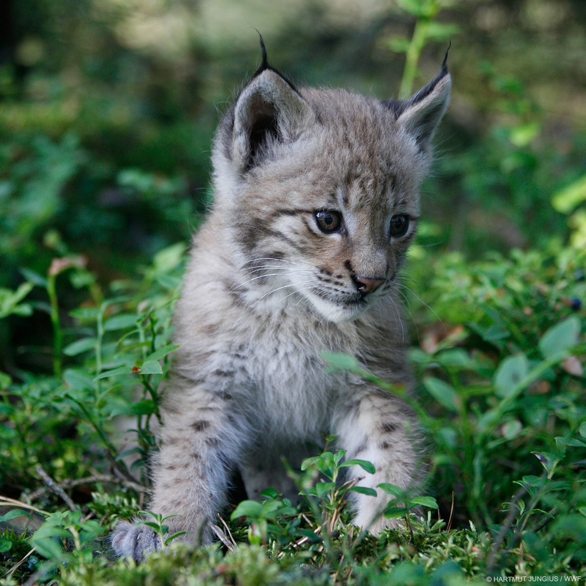 Baby Eurasian Lynx