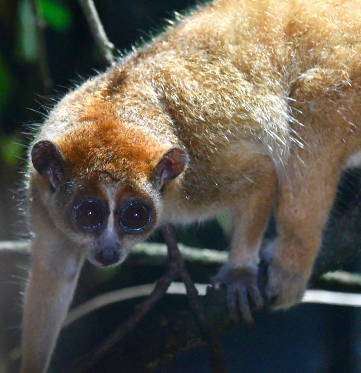 Happy Birthday Slow Loris