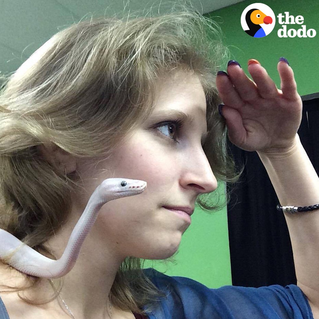 The Dodo on Twitter: "This woman had no plans to get a python — until an extremely adorable one ...