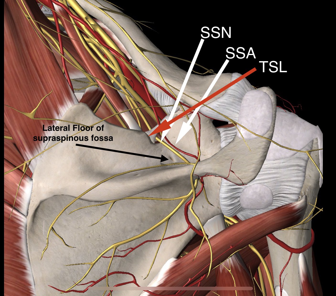 Suprascapular Fossa