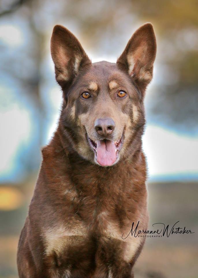 Solid Liver German Shepherd