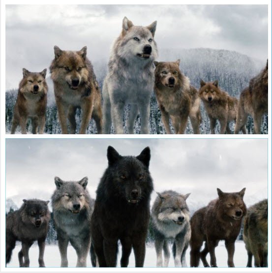 Twilight Wolf Pack As Wolves