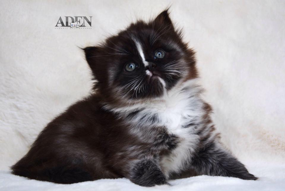 Black Ragdoll Kitten