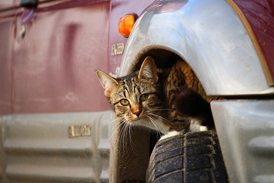 Stichting DierenLot on Twitter: Stichting DierenLot on Twitter: