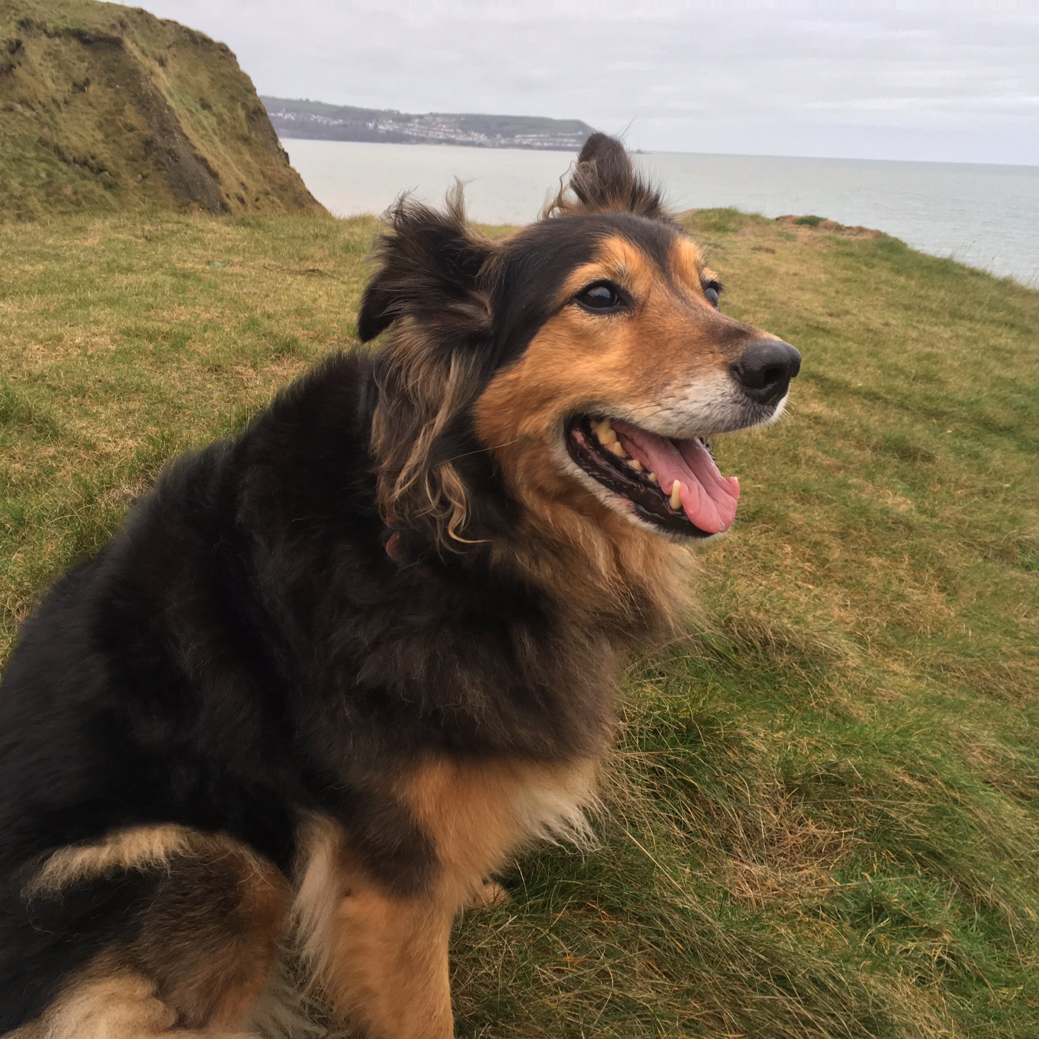 German Shepherd Rough Collie Mix
