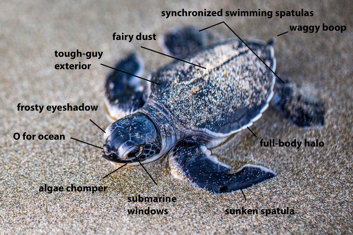Sea Turtle Diagram