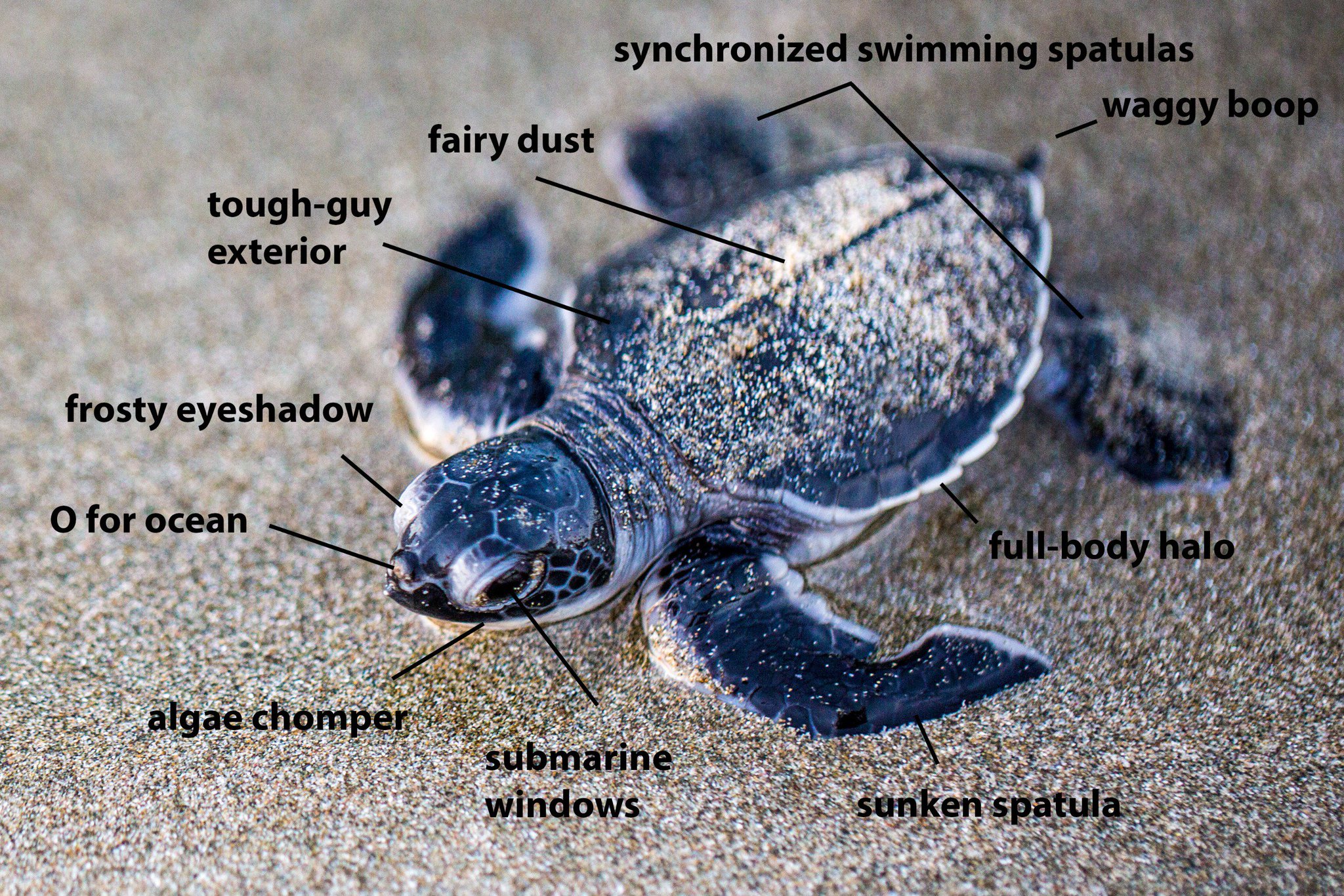 Hawksbill Sea Turtle Diagram