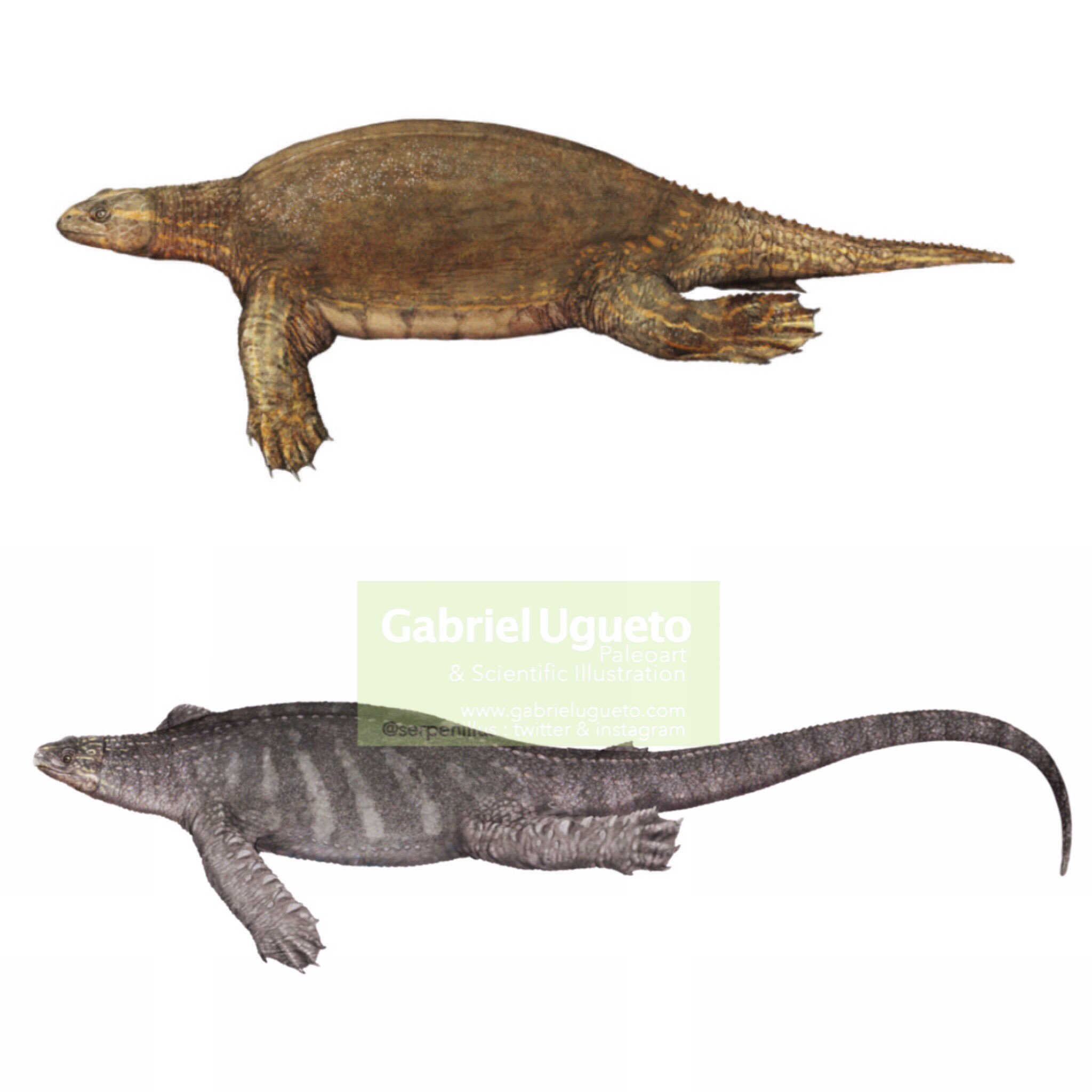 Odontochelys Triassic Turtle