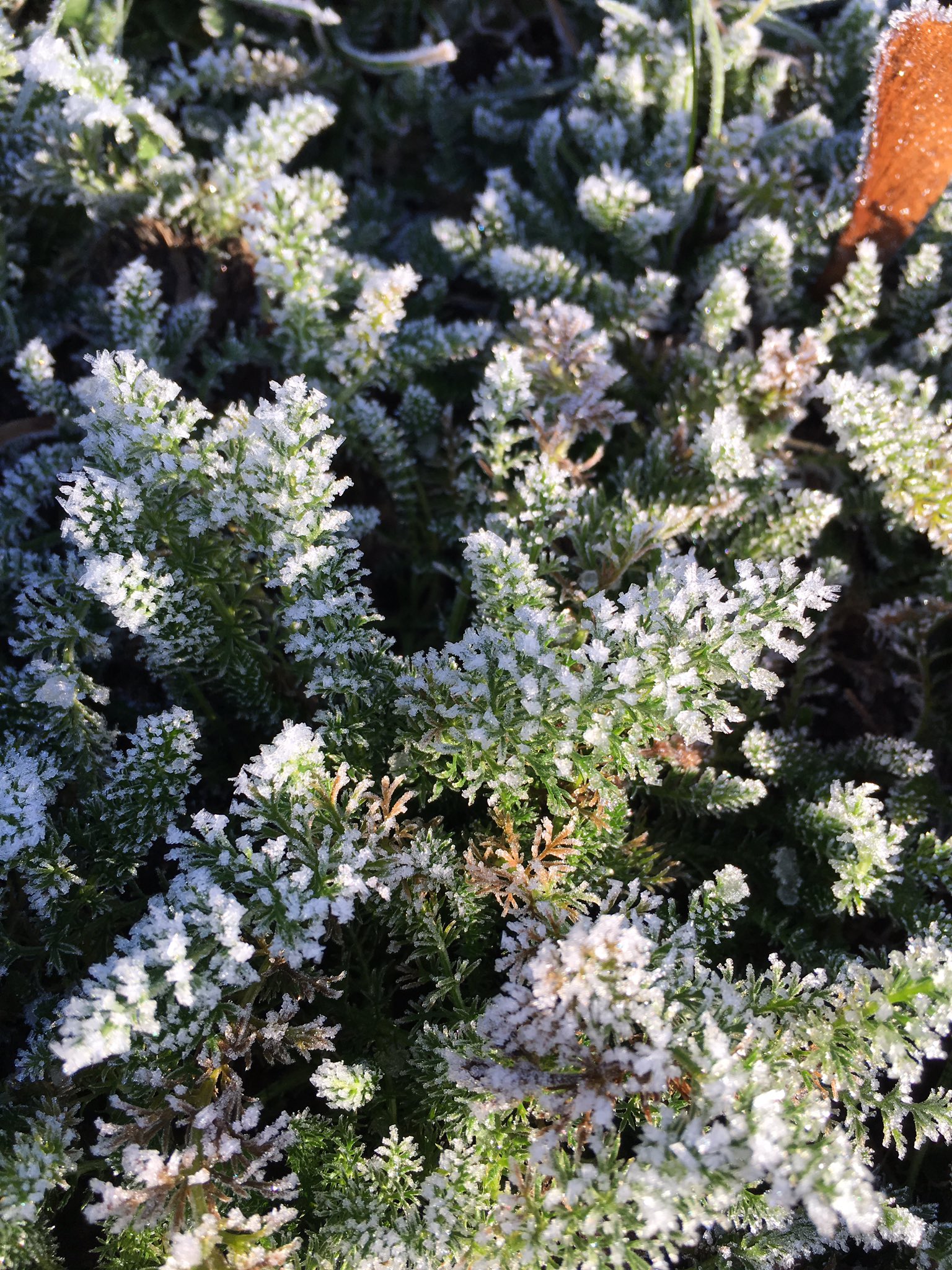 owlets-forest-school-on-twitter-beautiful-frosty-morning-last-week